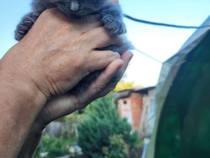 Милые котята