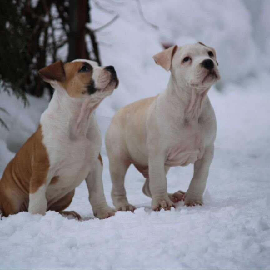 Щенки амстаффа