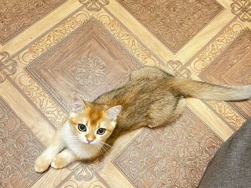 Котик золотая шиншилла NY12