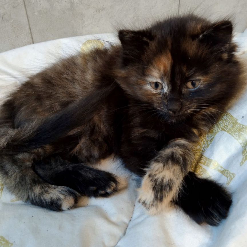 Сибирская, взрослая кошка