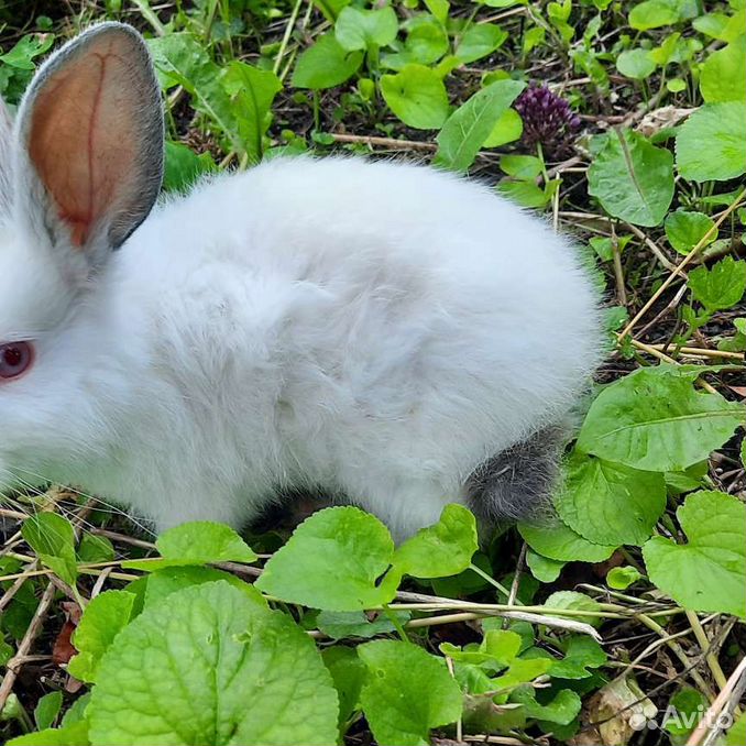 Кролики калифорния
