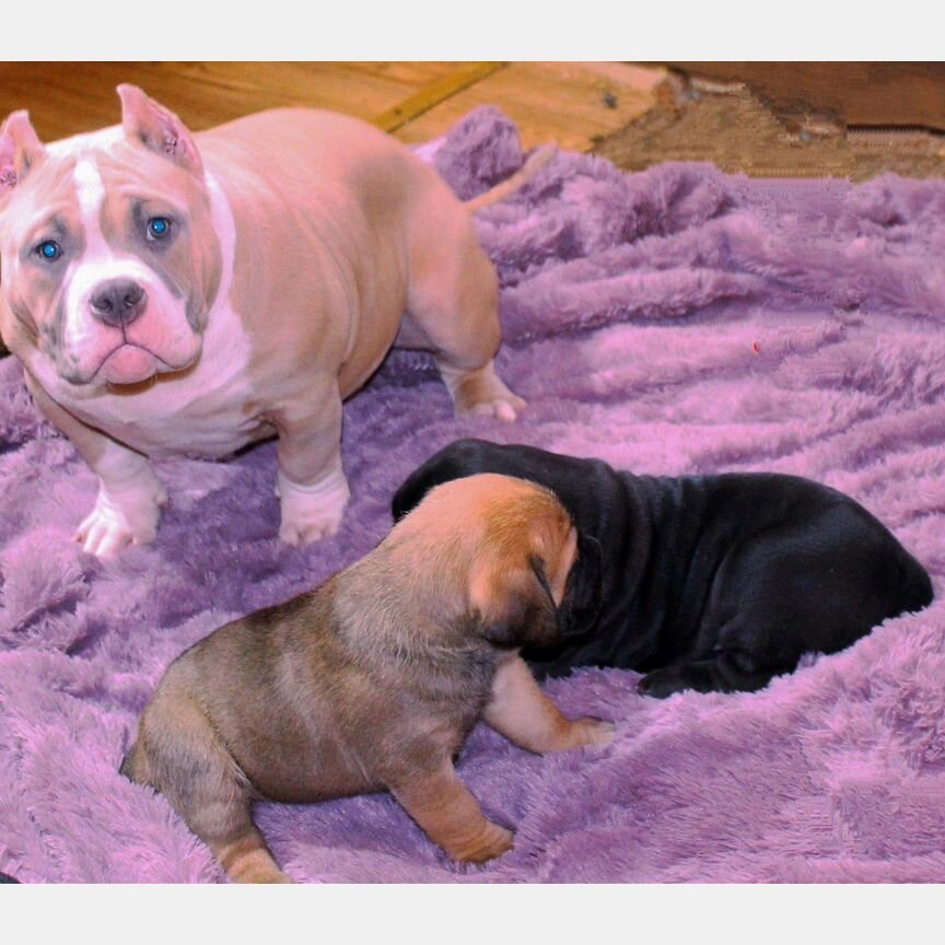 Крепкий парень. Американский булли