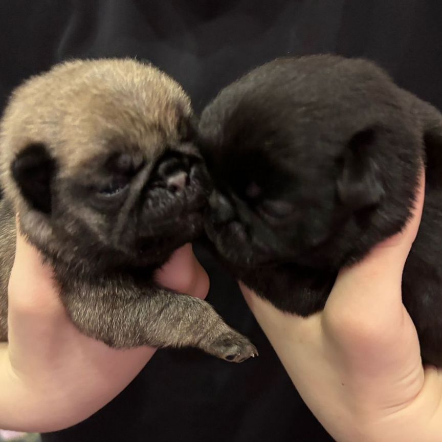 Мопс, щенок