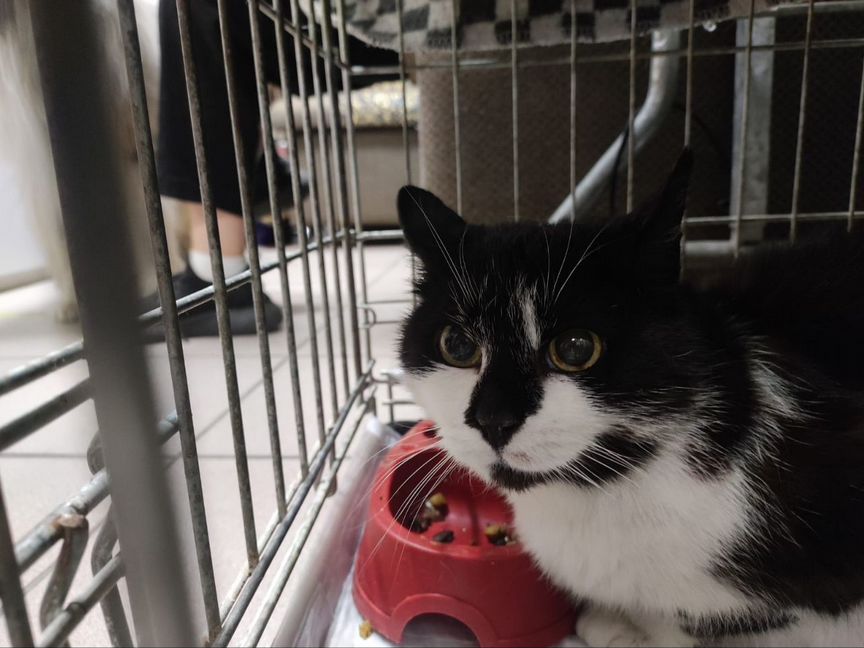 Ласковая кошка Чуня уже давно живёт в клетке