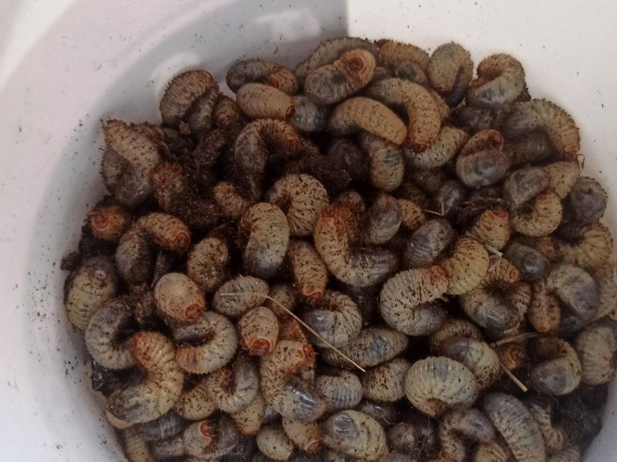 Личинка майского жука