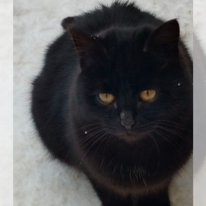 Молодая кошечка