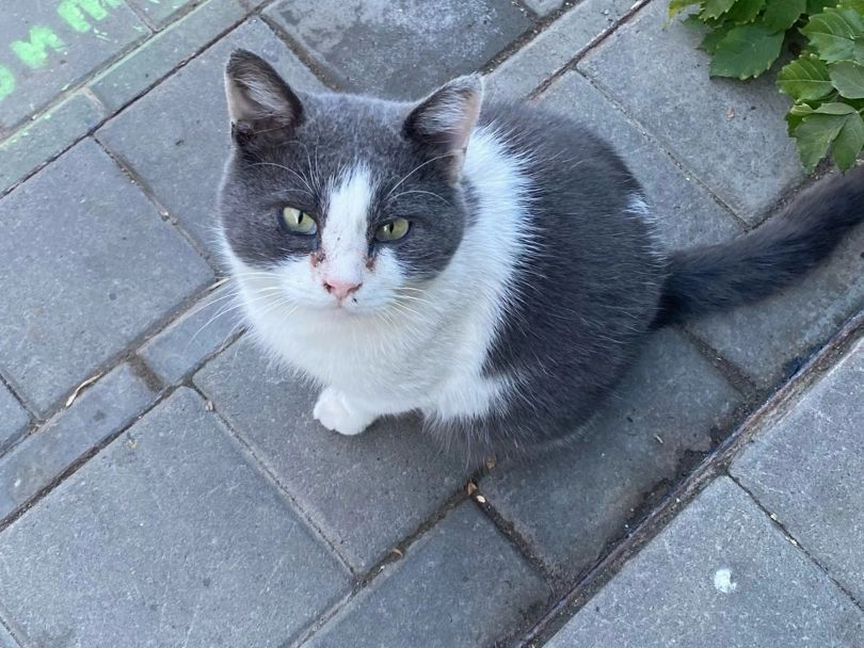 Котик ищет хозяев