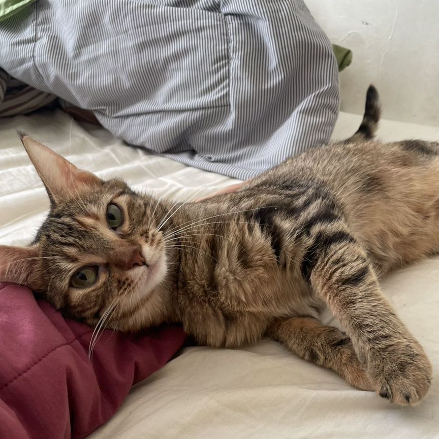 Котята в добрые руки бесплатно