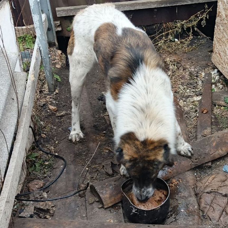 Среднеазиатская овчарка, взрослый пёс