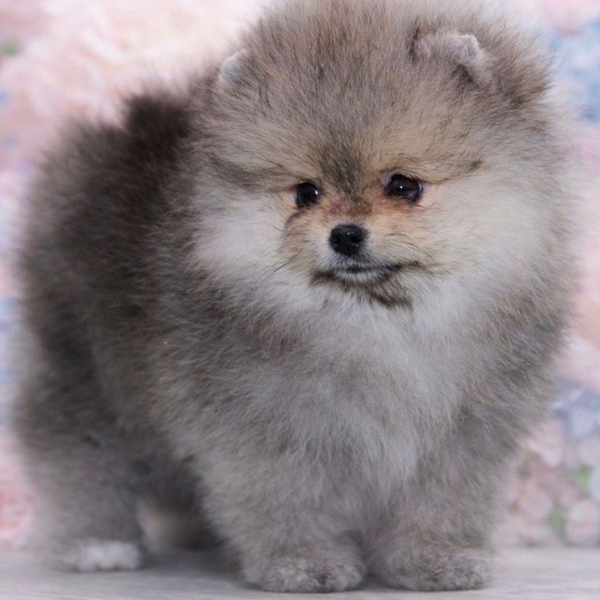 Померанский шпиц, щенок