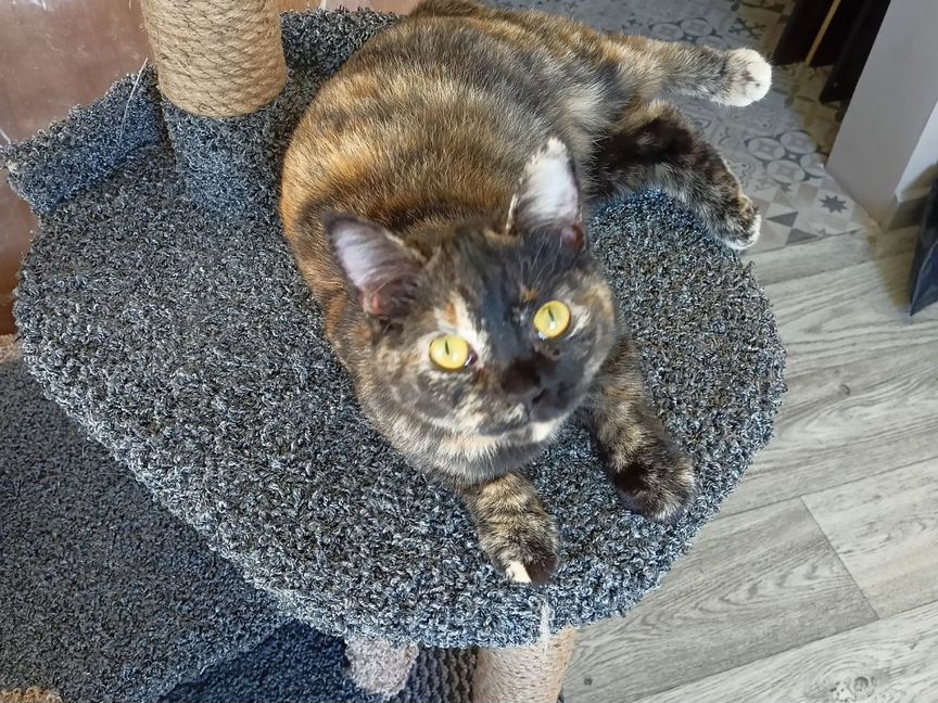 Кошка в добрые руки