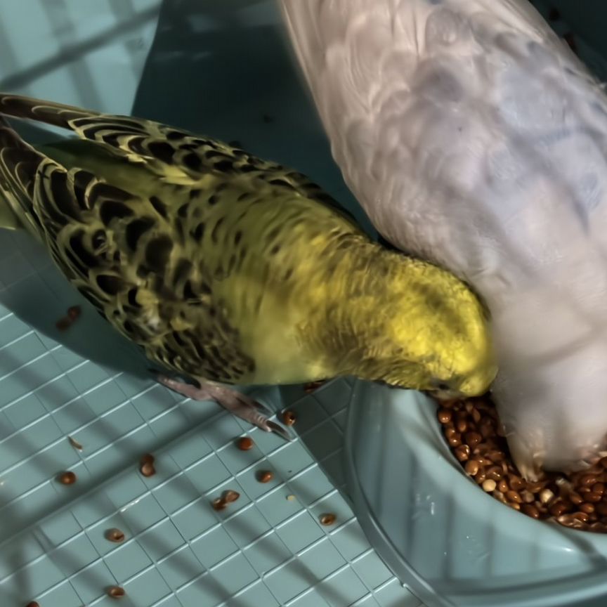 Волнистый попугай с клеткой