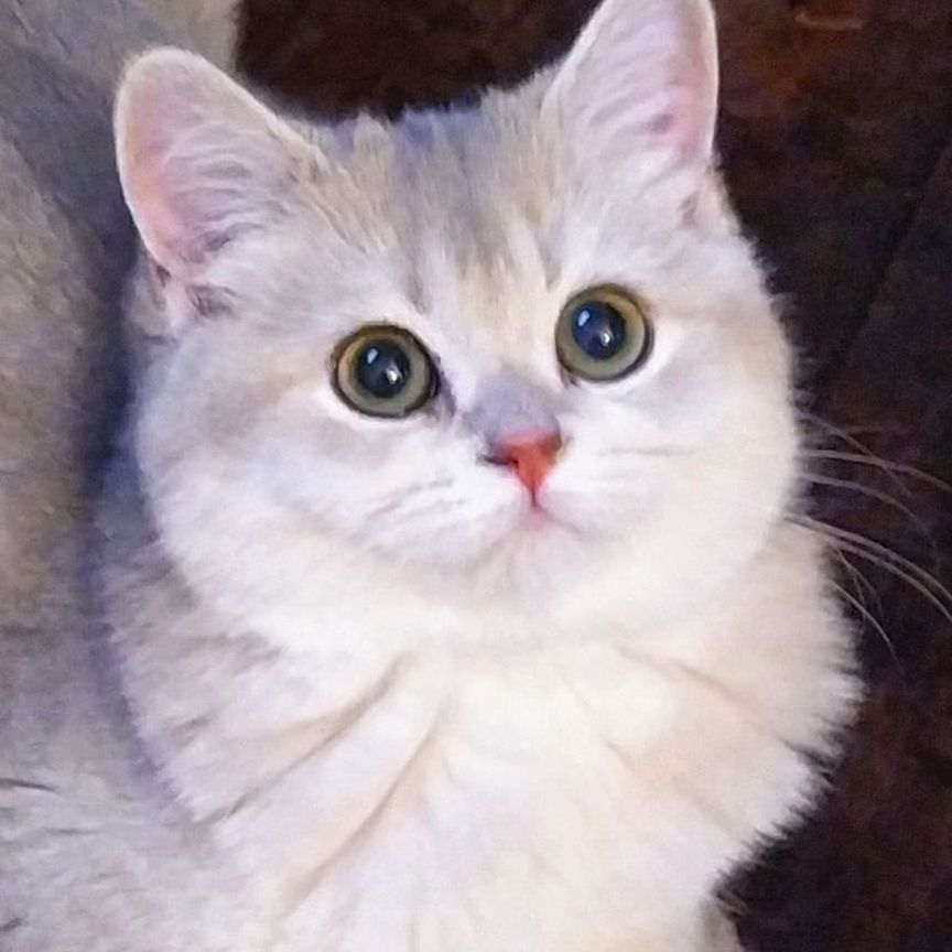 Молодая кошка ищет дом