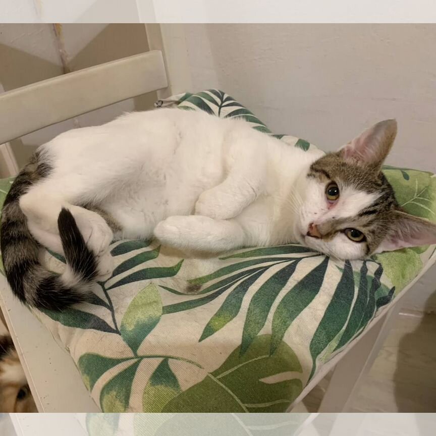 Котенок в добрые руки