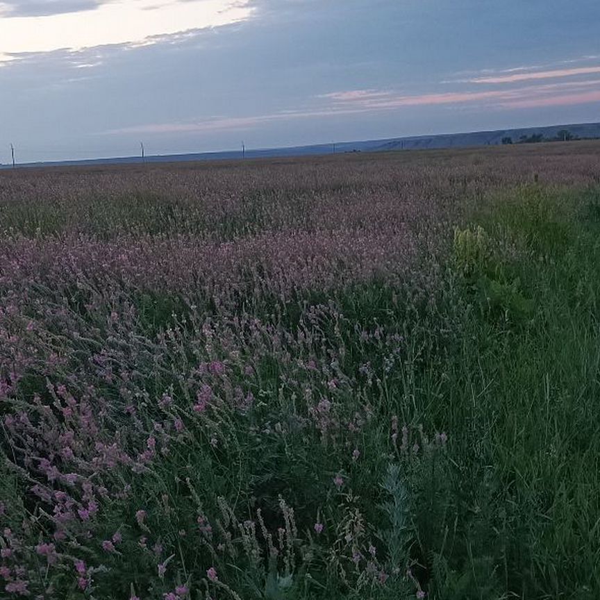 Сено эспорцет+разнотравие 2024г