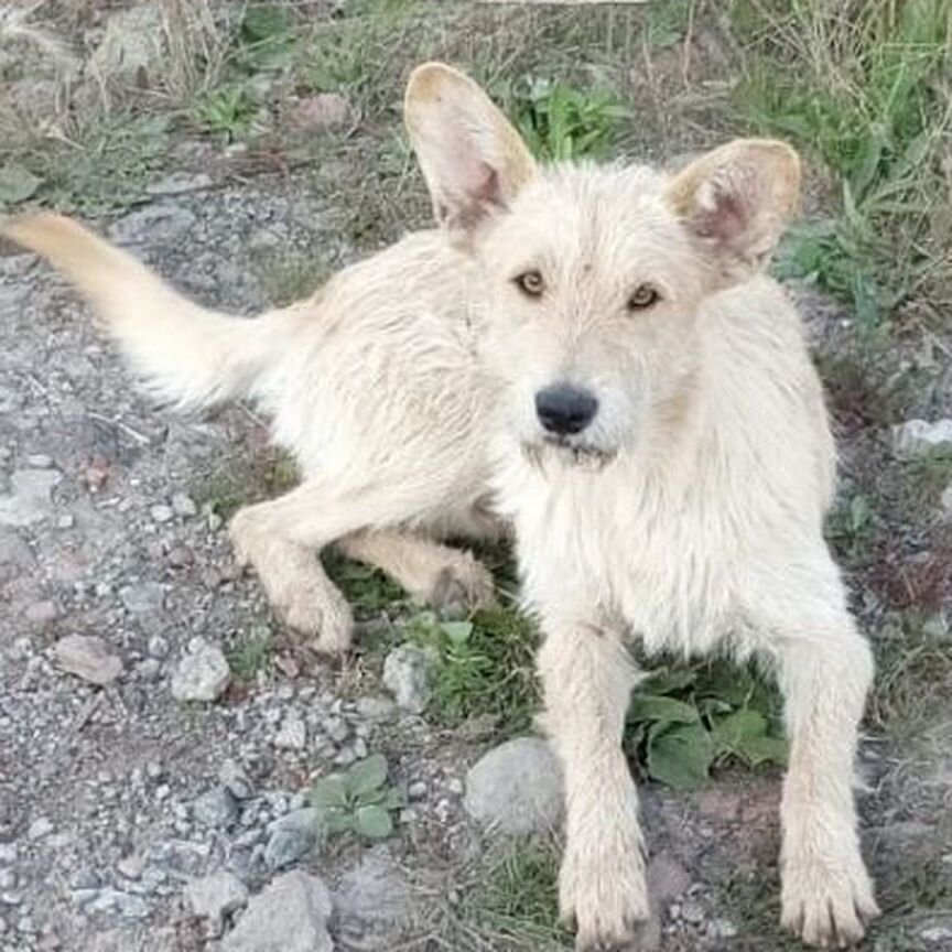 Взрослый пёс в добрые руки