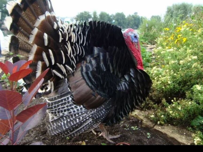 Индюк на обмен