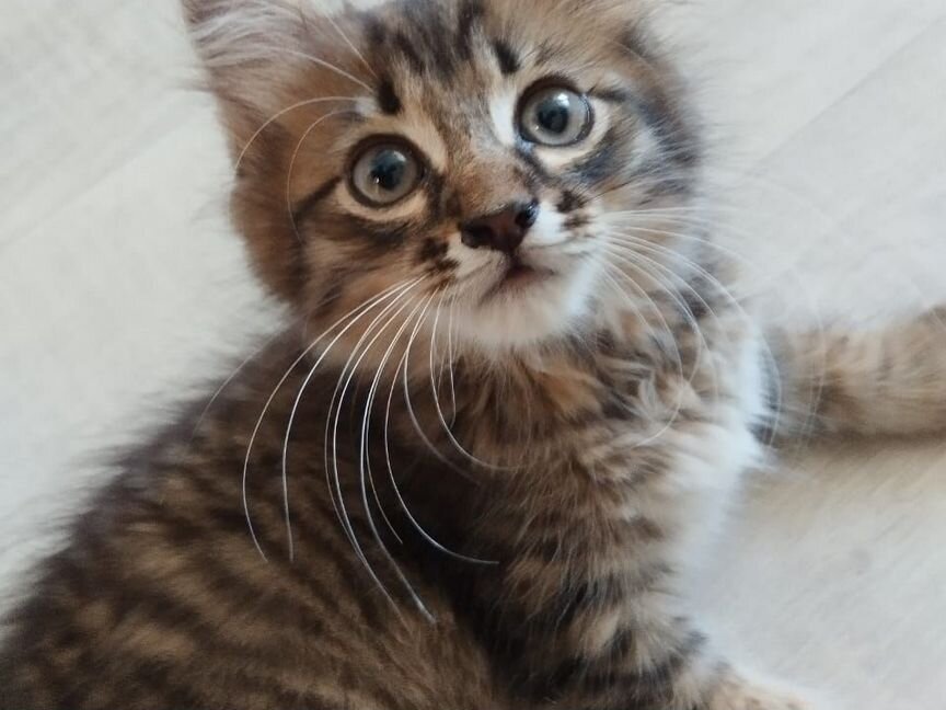 Мальчик- полосатик ждёт своего человека