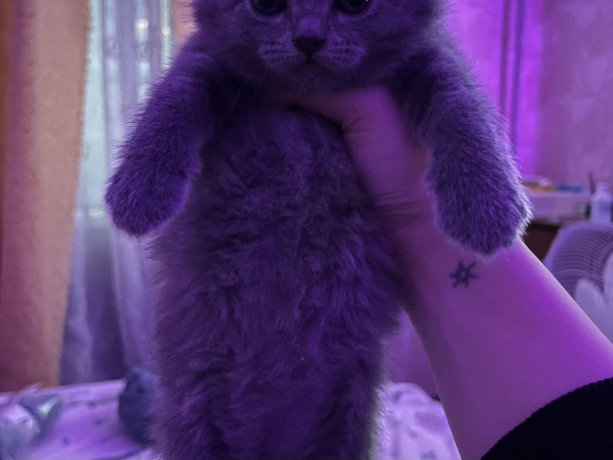 Британские котята