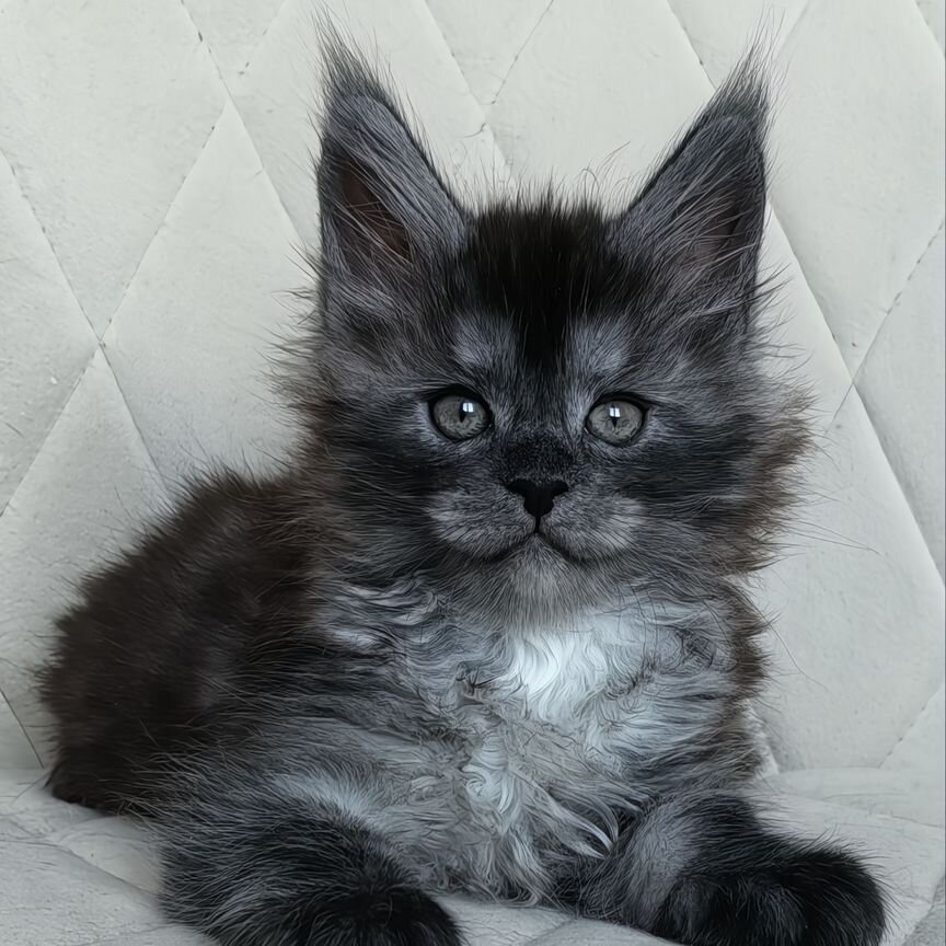 Мейн-кун котёнок