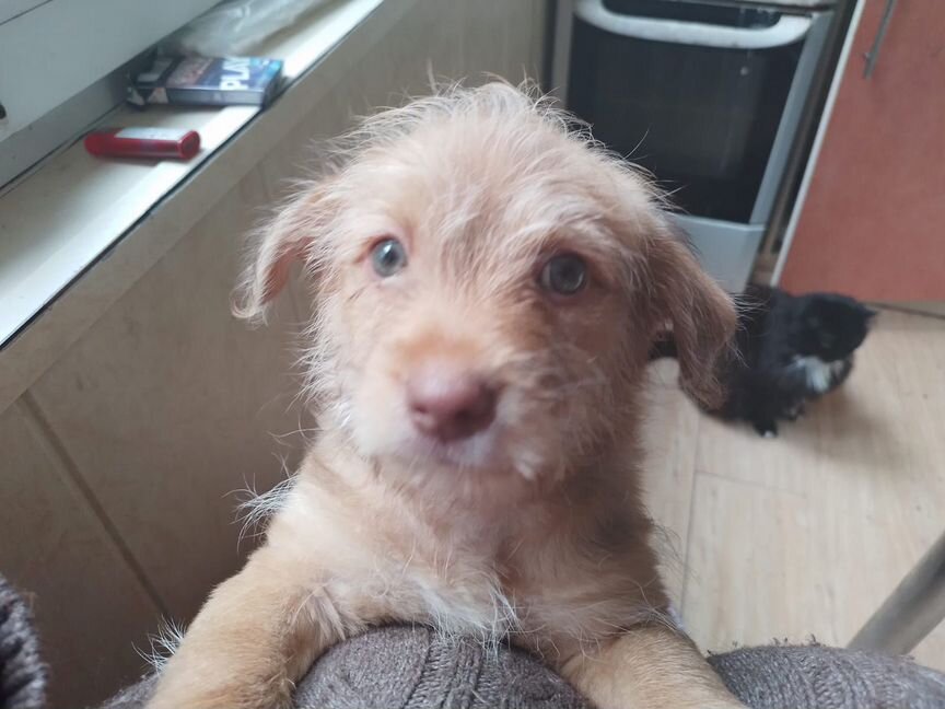 Милая девчонка ищет хозяев