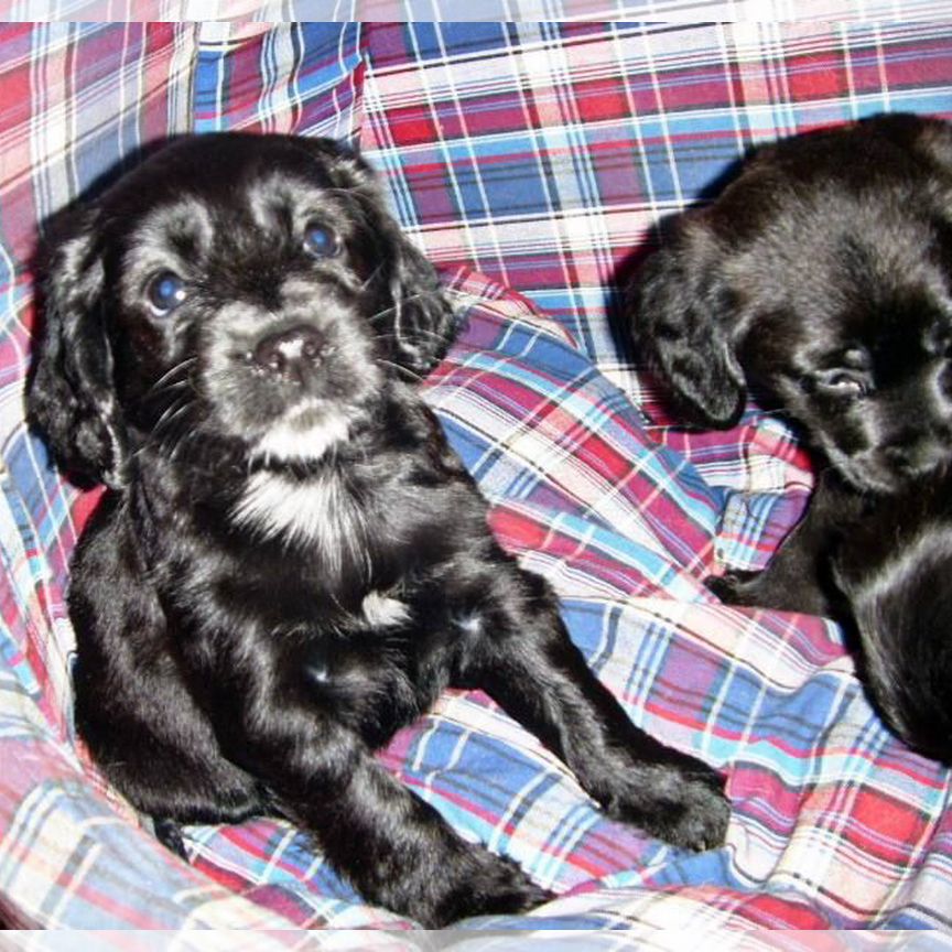 Английский кокер-спаниель, щенок