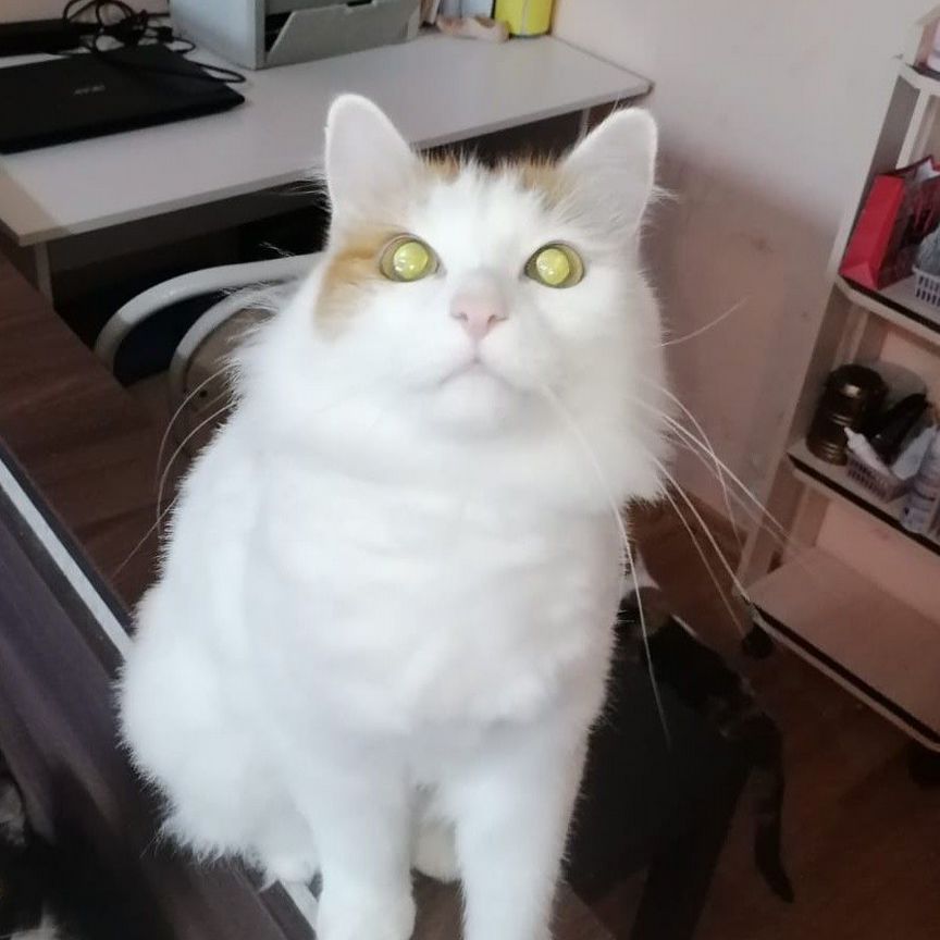 В добрые руки