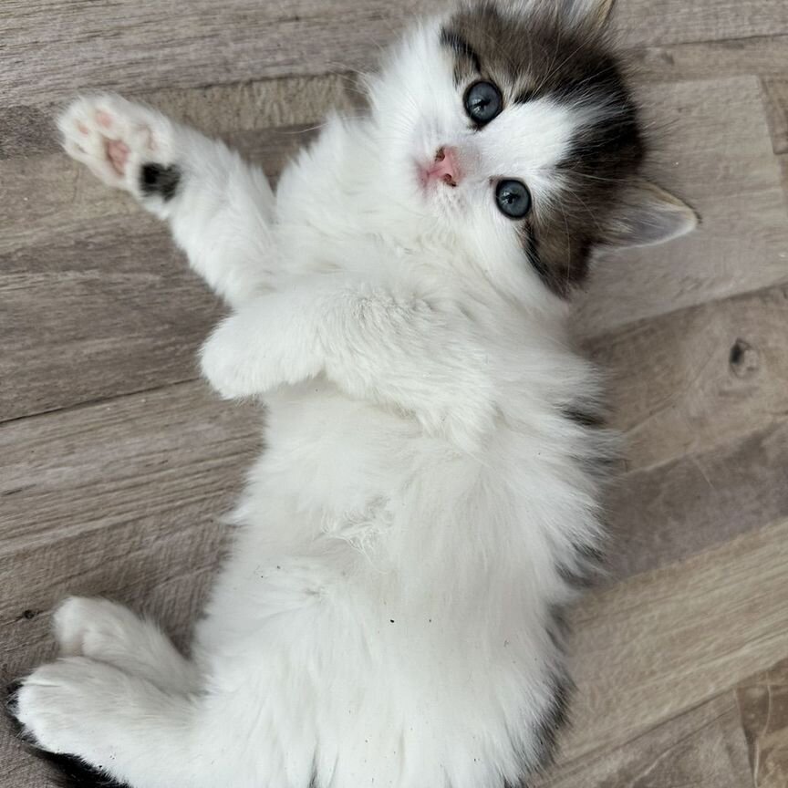 Котята