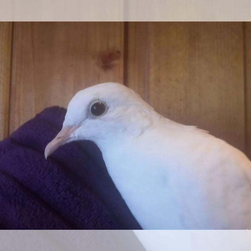 Голуби горлица смеющиеся