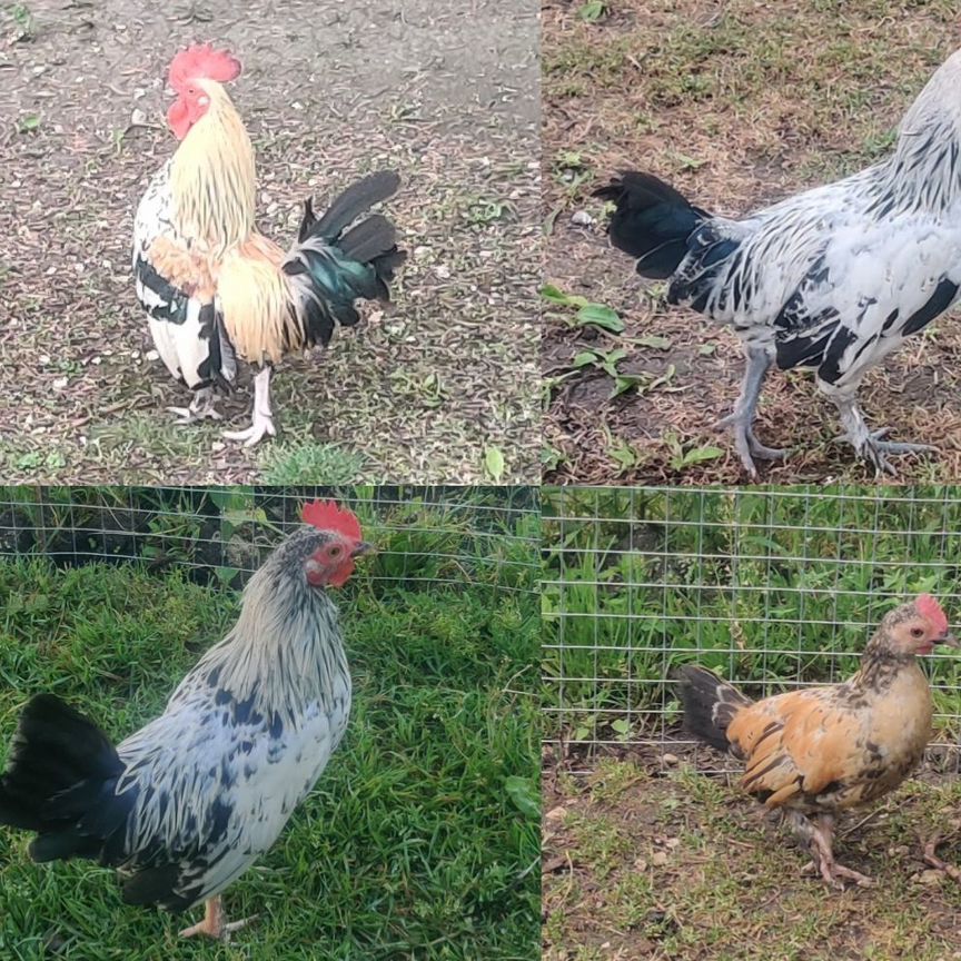 Куры бентамки (карликовые)