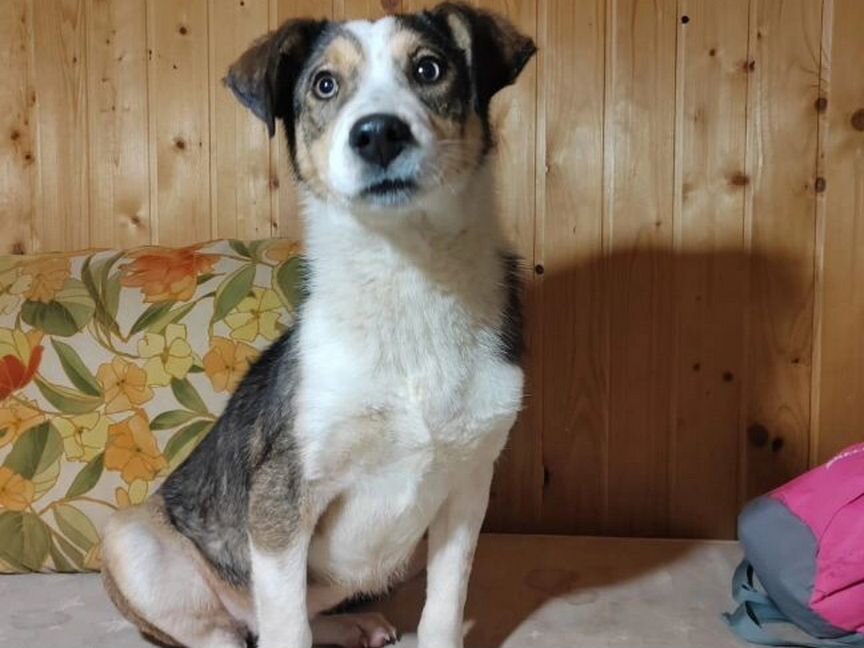 Собака в добрые руки