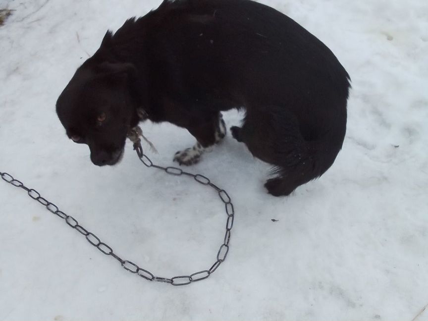 Бездомная собачка