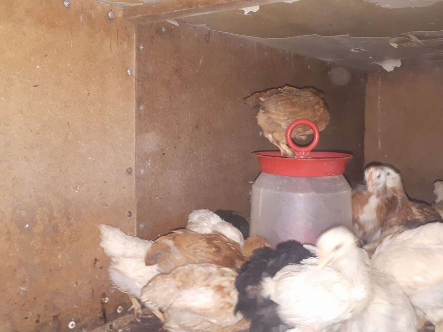 Цыплята кур несушек