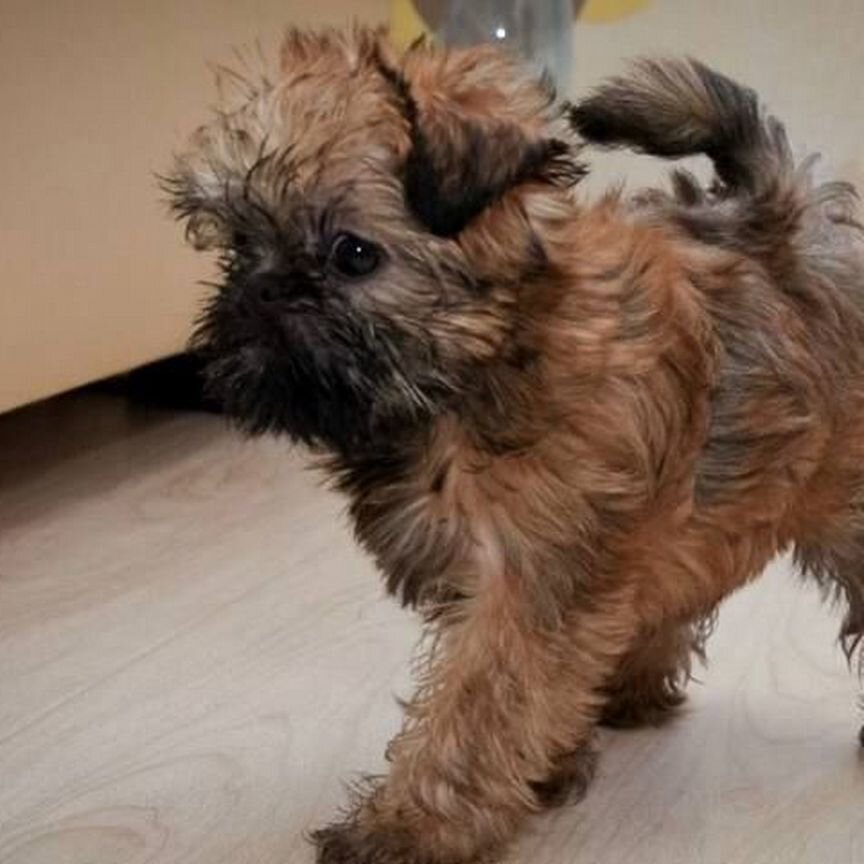 Гриффон мини