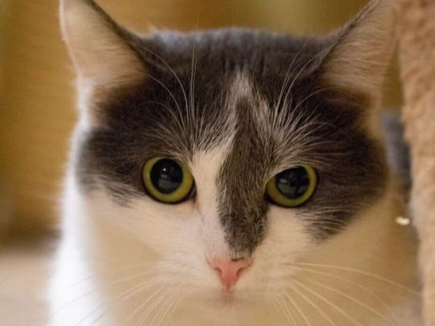 Утончённая Юкки в самые добрые руки