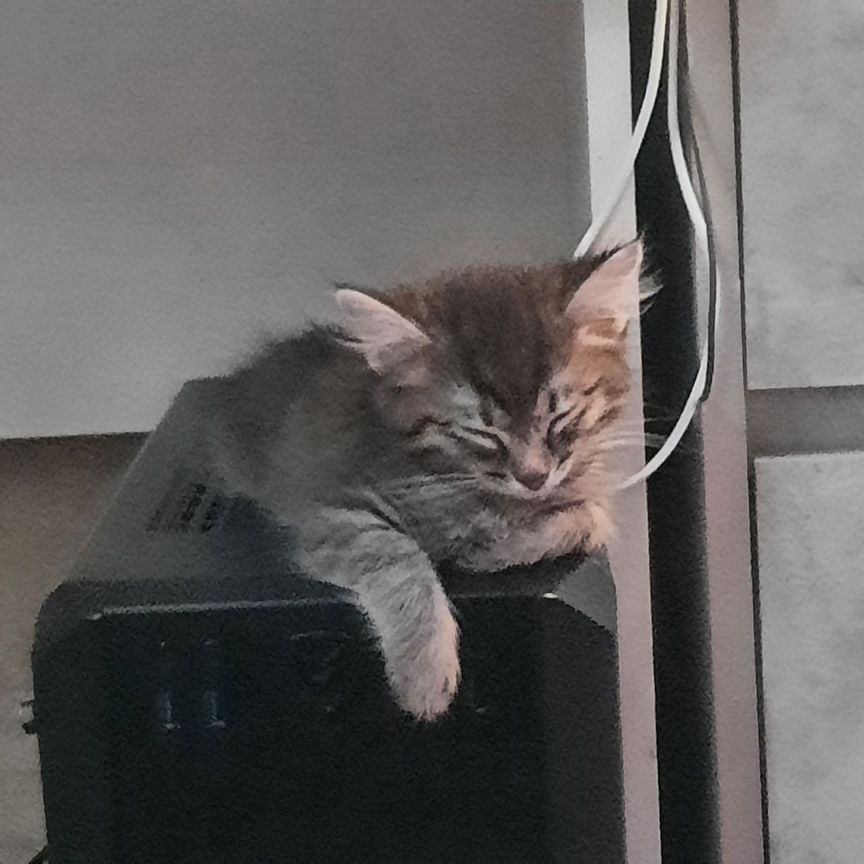 Отдам котенка в добрые руки
