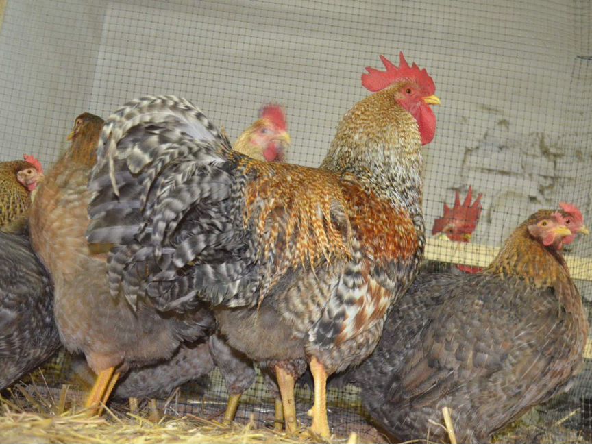 Билефельдер (семья 3+1)