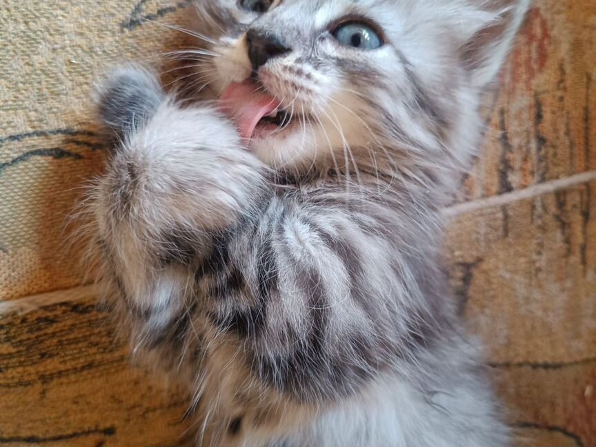 Пушистые кошечки окраса табби в добрые руки