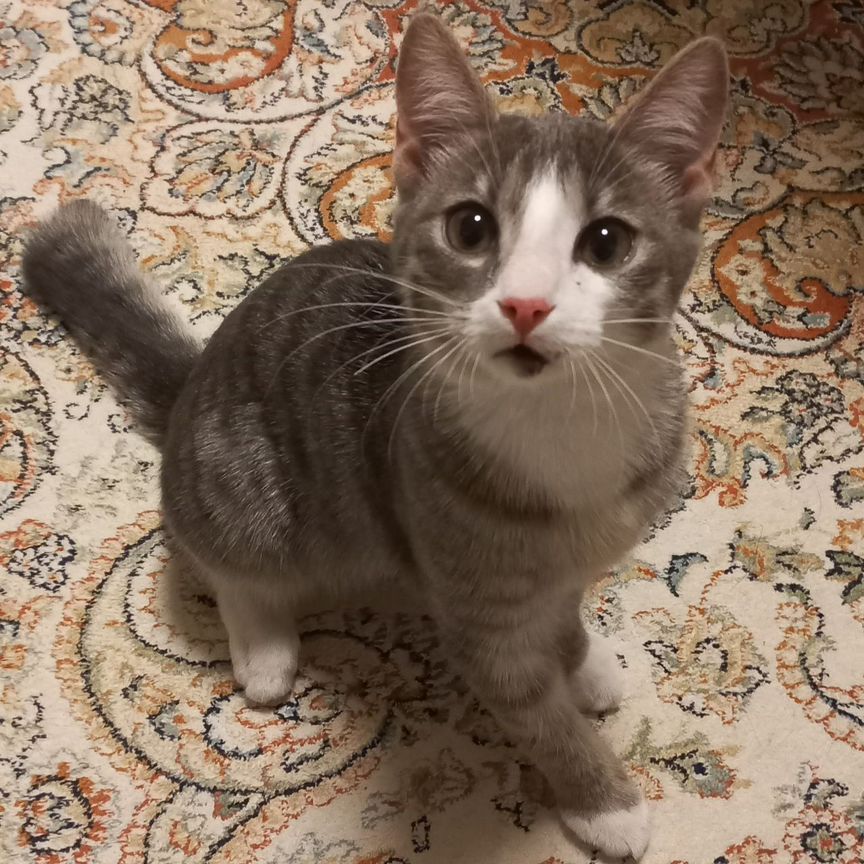 Котёнок в добрые руки