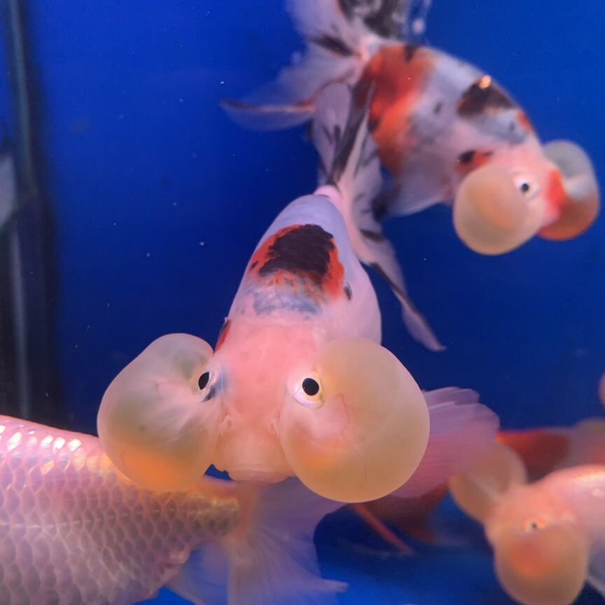 Водяные глазки XL