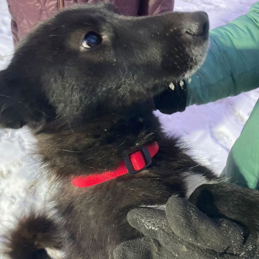 Взрослая собака в добрые руки