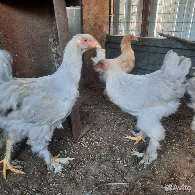 Петушки брама изабель лаванда