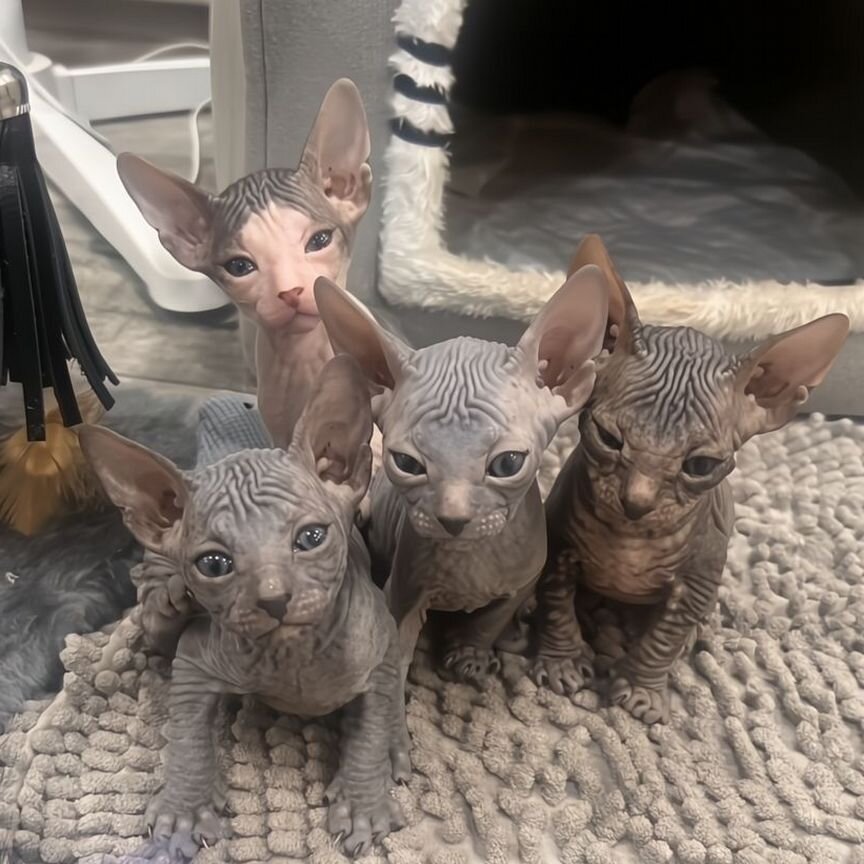 Донской сфинкс котёнок