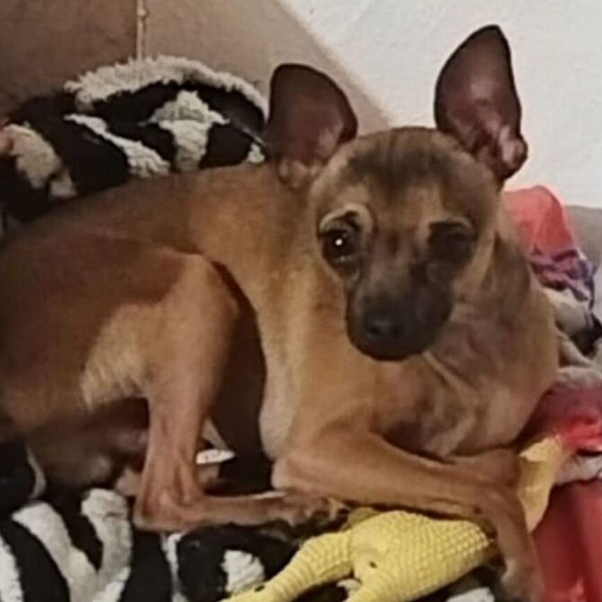 Той-терьер щенок чисто кровный