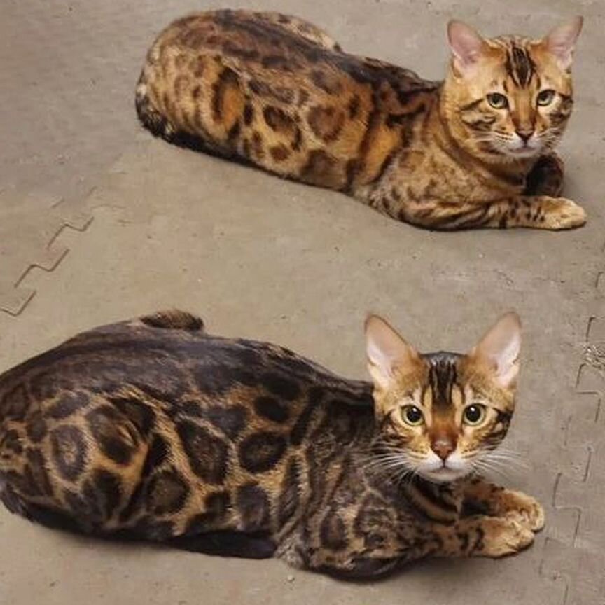 Бенгальская, взрослая кошка