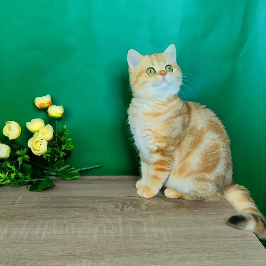 Британские котята