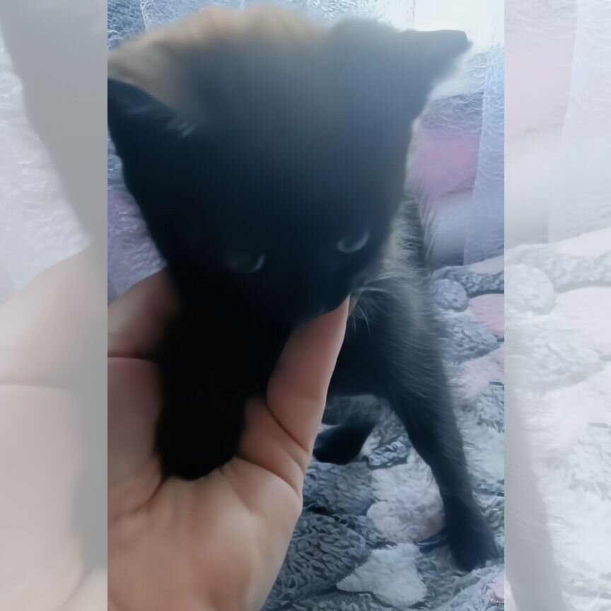Котёнок в добрые руки