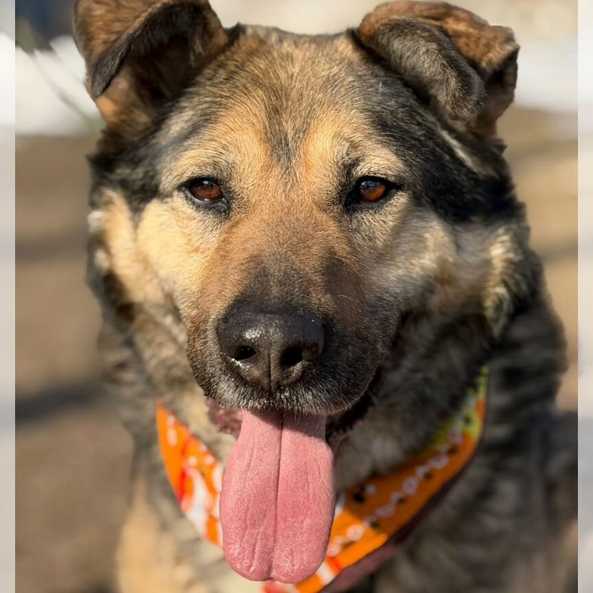 Взрослый пёс в добрые руки