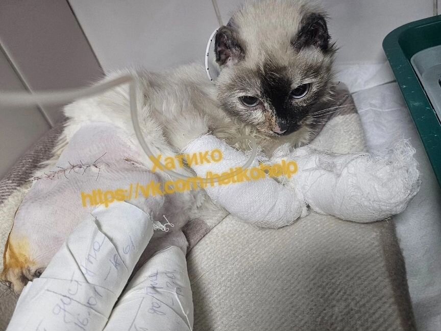 Кошечка с обморожением всех лапок