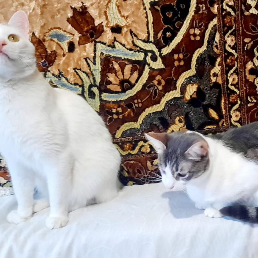 Кузя и мила ищу им семью